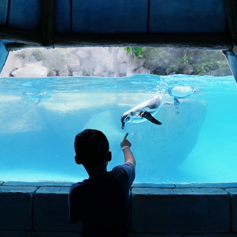 Tour escolar al Acuario Inbursa y Museo de Antropología — Kenax Turismo